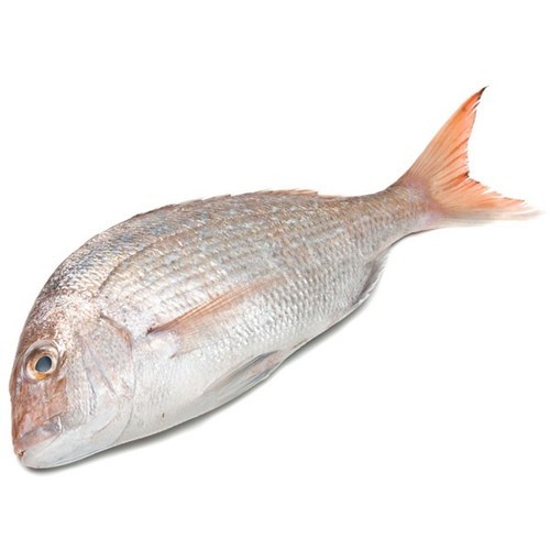 White snapper - Meatonn
