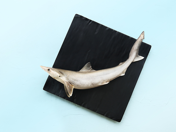 Shark/Sora - Meatonn