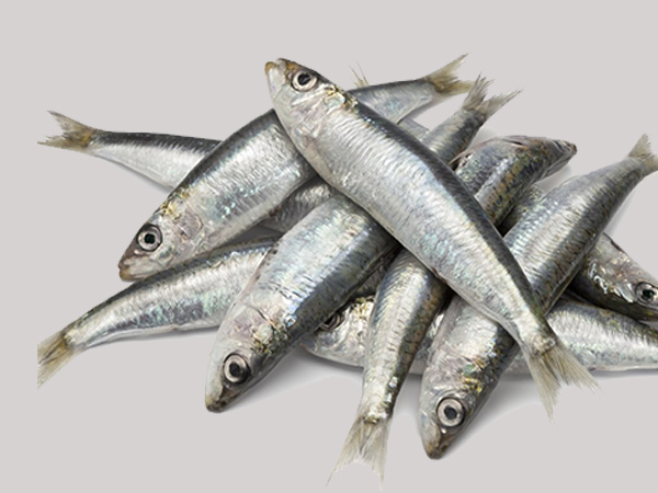 Online Fish Store - Buy Fresh Fish Online at Best Prices - Meatonn